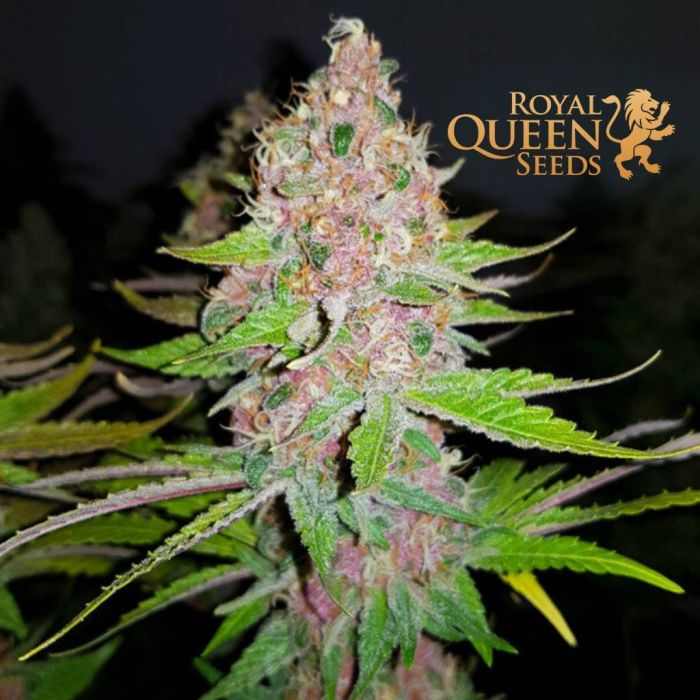 Purple Queen Royal Queen Seeds